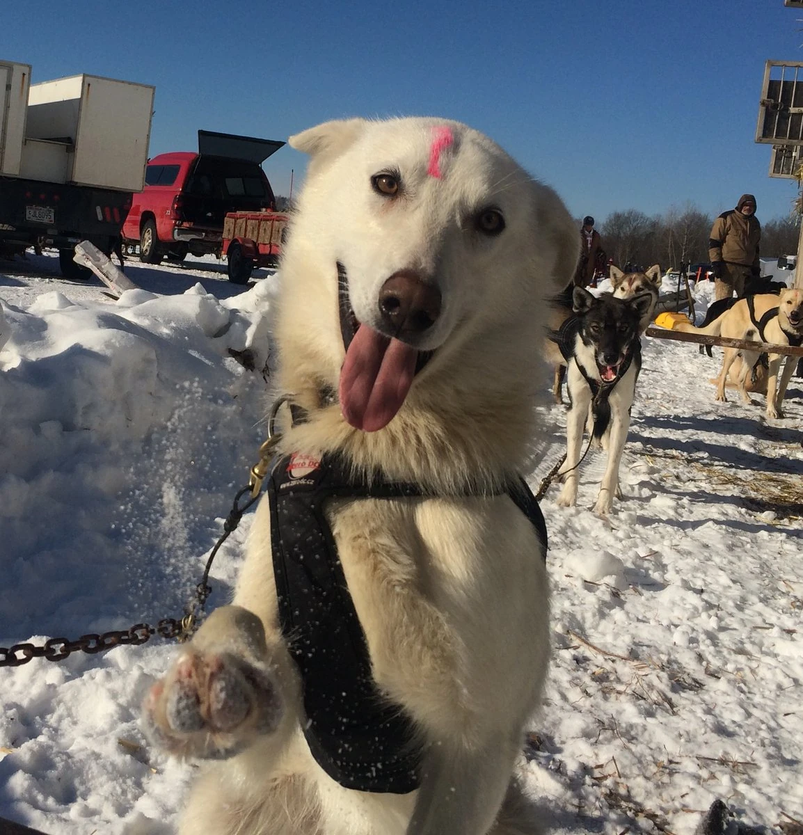 Wickson | Wicksypedia - All your Ugly Dog Info! Wiki | Fandom