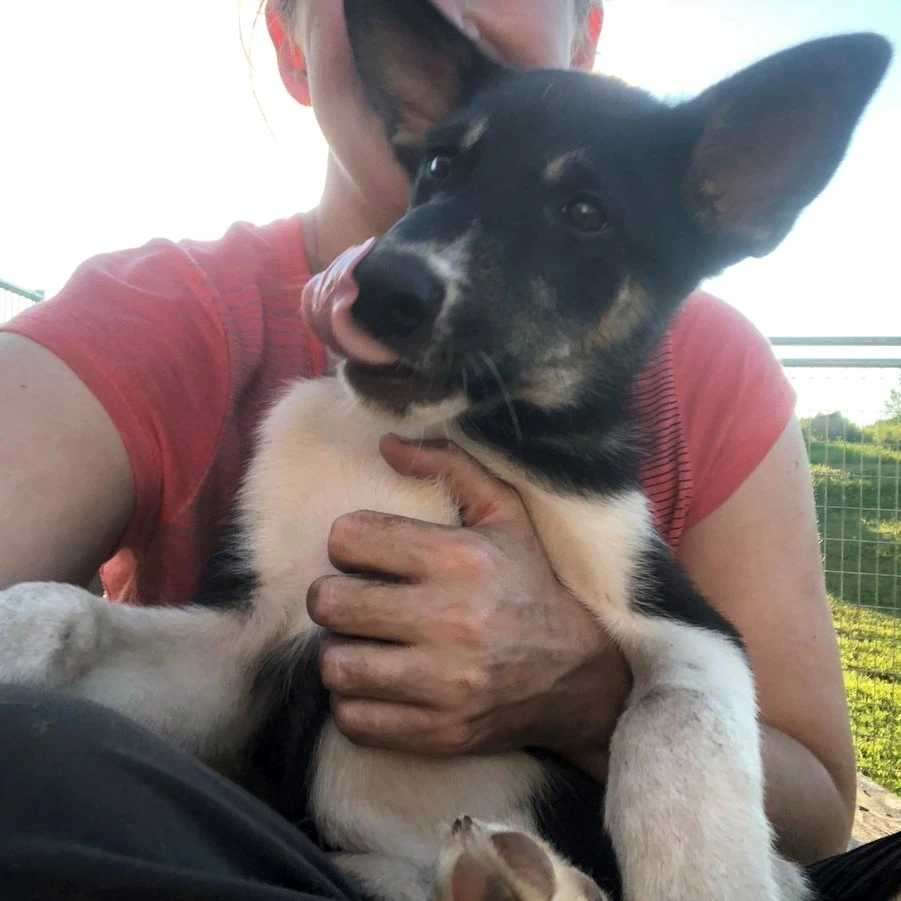 Biggie | Wicksypedia - All your Ugly Dog Info! Wiki | Fandom