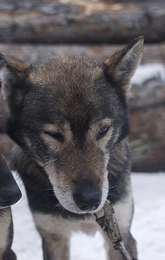 Mr. Mac Daddy | Wicksypedia - All your Ugly Dog Info! Wiki | Fandom