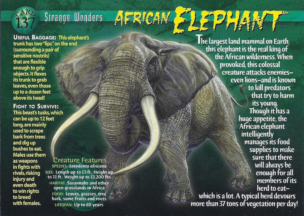 African Elephant | Weird n' Wild Creatures Wiki | Fandom