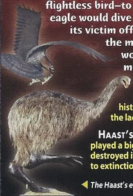Haast's Eagle | Weird n' Wild Creatures Wiki | Fandom