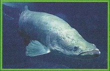 Pirarucu | Weird n' Wild Creatures Wiki | Fandom