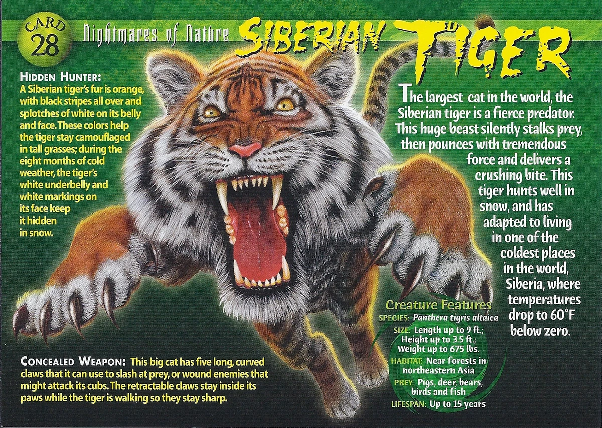 Siberian Tiger | Weird n' Wild Creatures Wiki | Fandom