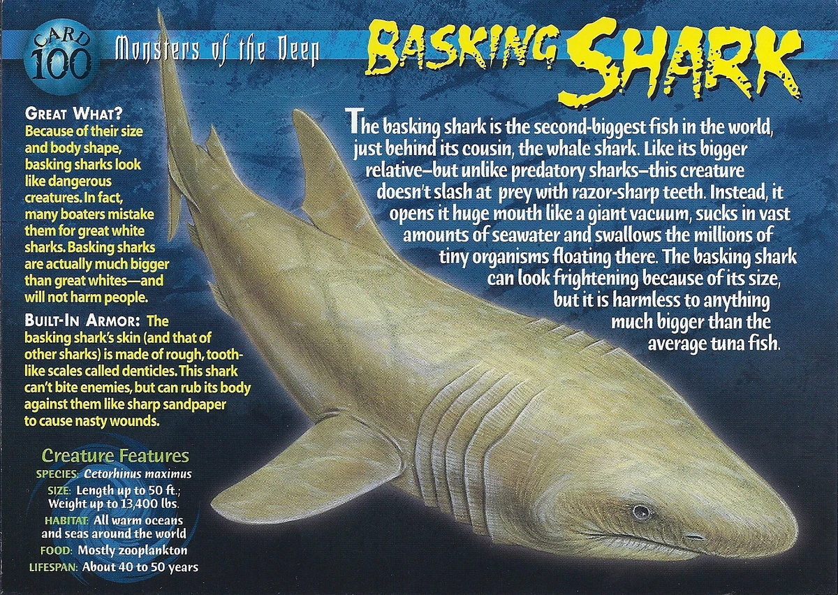 Basking Shark | Weird n' Wild Creatures Wiki | Fandom