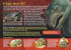 Colossochelys | Weird n' Wild Creatures Wiki | Fandom