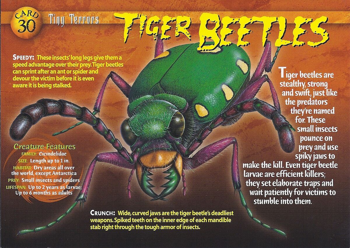 Tiger Beetles | Weird n' Wild Creatures Wiki | Fandom