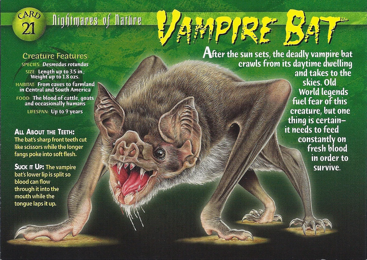 Vampire Bat | Weird n' Wild Creatures Wiki | Fandom