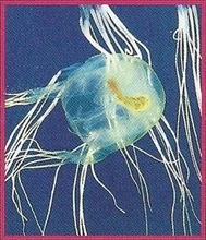 Box Jellyfish | Weird n' Wild Creatures Wiki | Fandom