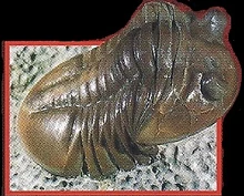 Trilobites | Weird n' Wild Creatures Wiki | Fandom