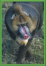 Mandrill | Weird n' Wild Creatures Wiki | Fandom