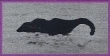 Morgawr | Weird n' Wild Creatures Wiki | Fandom