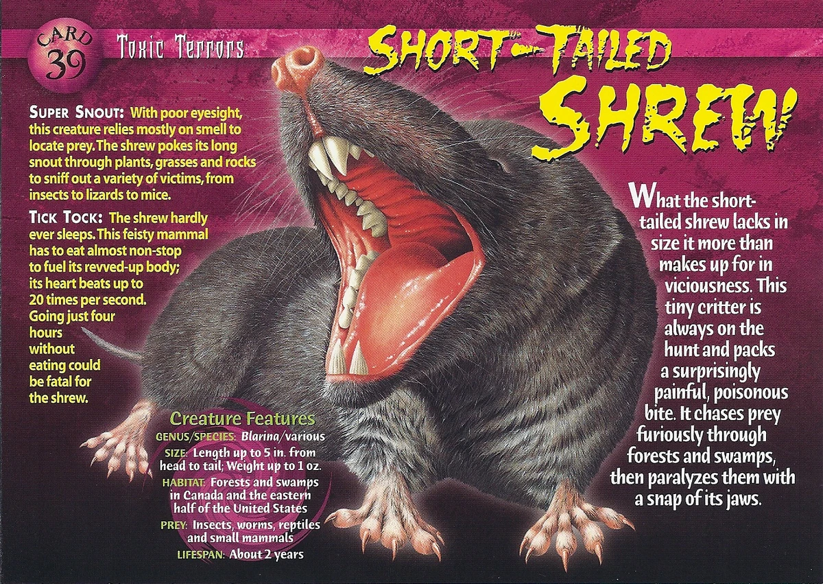 Short-Tailed Shrew | Weird n' Wild Creatures Wiki | Fandom