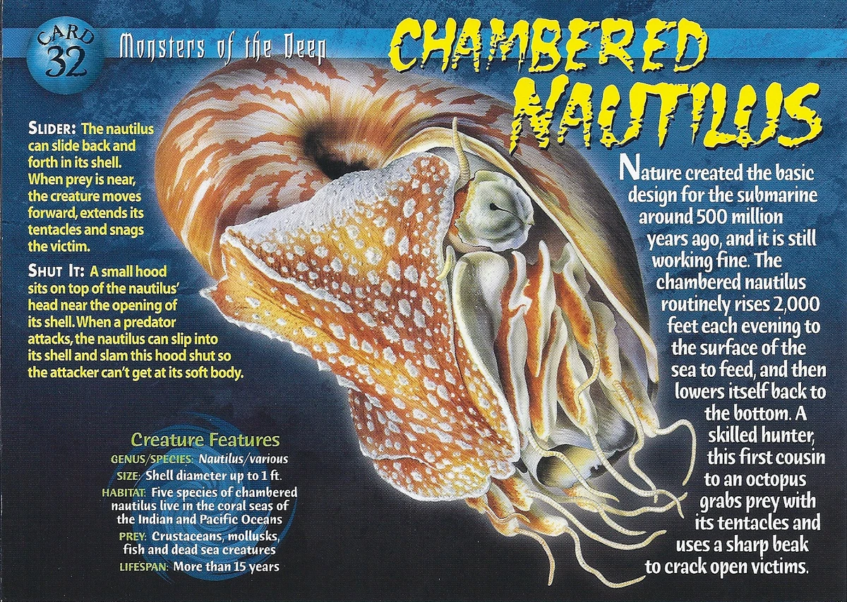 Chambered Nautilus | Weird n' Wild Creatures Wiki | Fandom