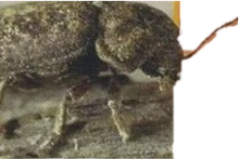 Death-Watch Beetle | Weird n' Wild Creatures Wiki | Fandom