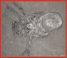 Megarachne | Weird n' Wild Creatures Wiki | Fandom