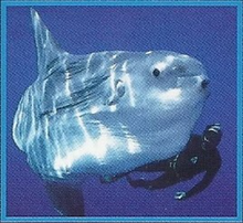 Ocean Sunfish | Weird n' Wild Creatures Wiki | Fandom