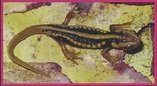 Emperor Newt | Weird n' Wild Creatures Wiki | Fandom