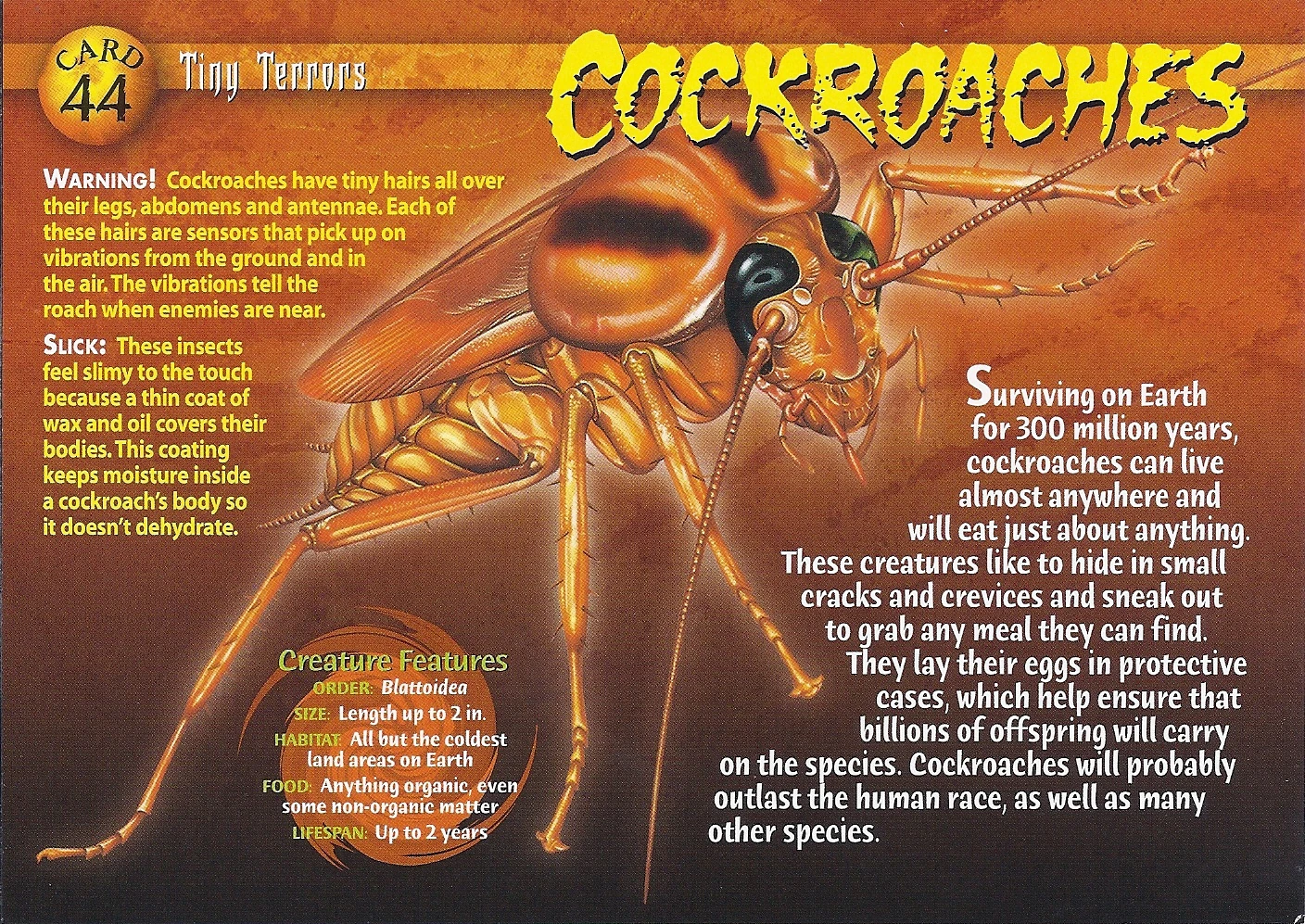Cockroaches | Weird n' Wild Creatures Wiki | Fandom