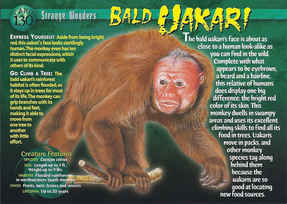 Bald Uakari | Weird n' Wild Creatures Wiki | Fandom