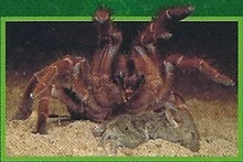 King Baboon Spider | Weird n' Wild Creatures Wiki | Fandom