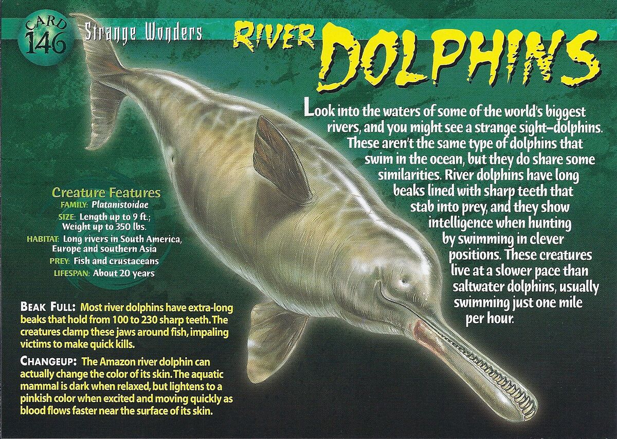 River Dolphins | Weird n' Wild Creatures Wiki | Fandom