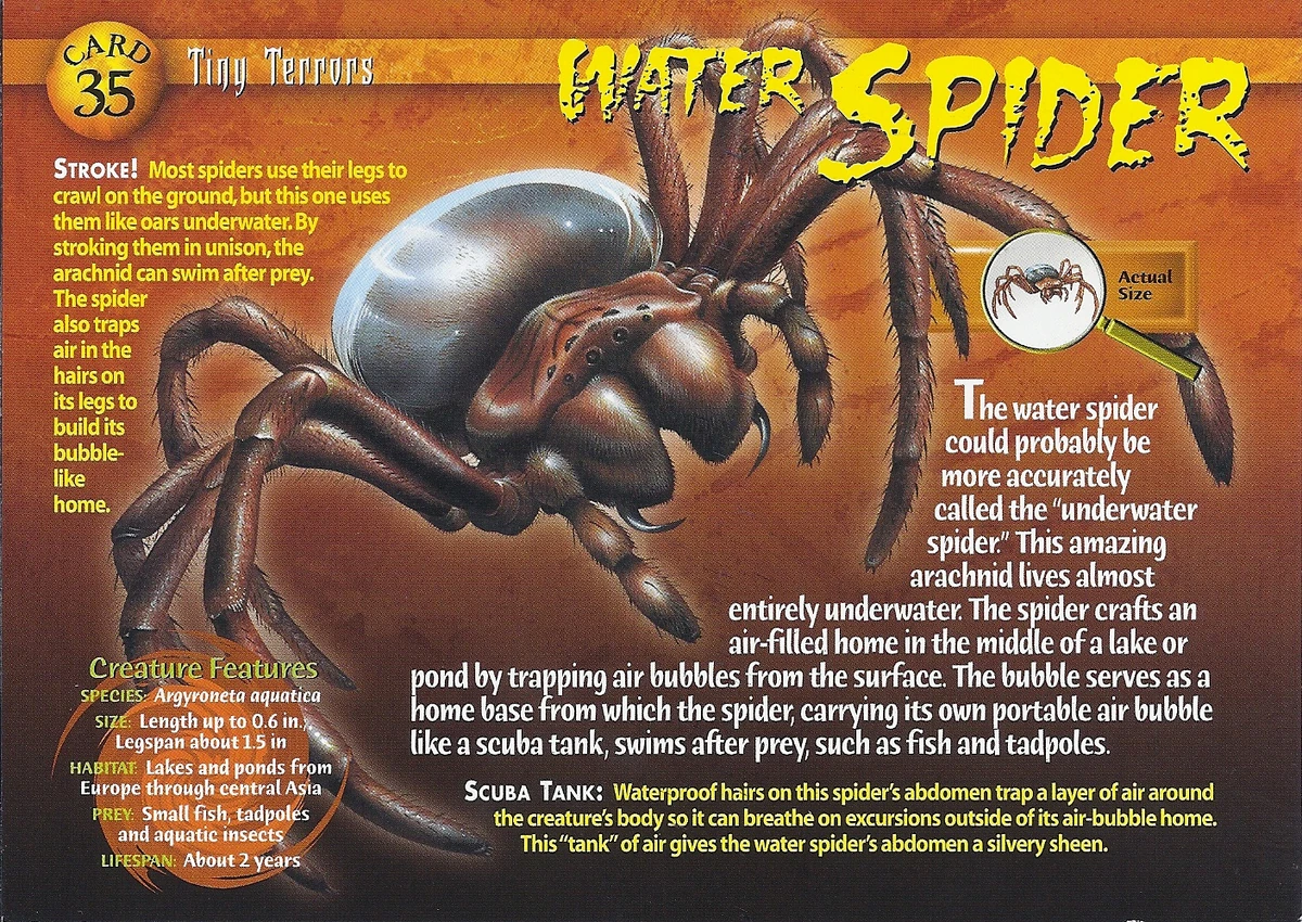 Water Spider | Weird n' Wild Creatures Wiki | Fandom