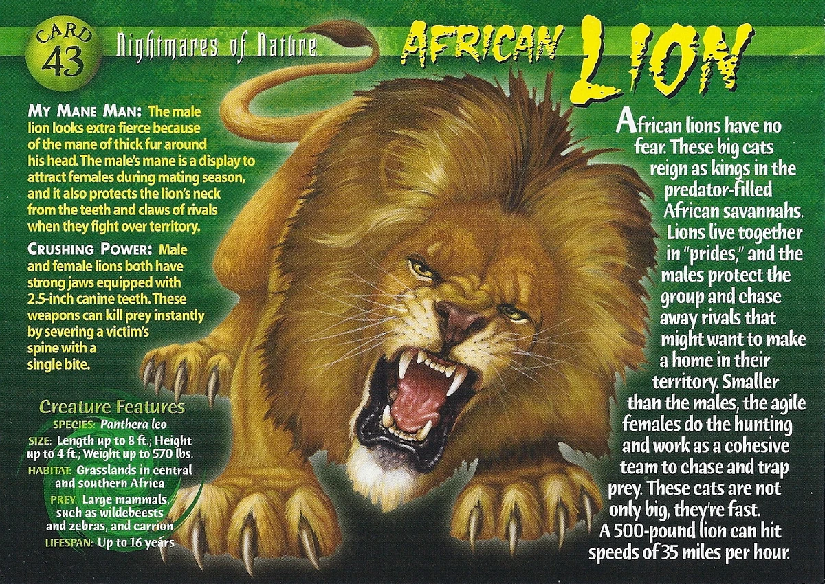 African Lion | Weird n' Wild Creatures Wiki | Fandom
