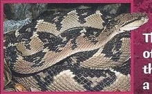 Bushmaster | Weird n' Wild Creatures Wiki | Fandom