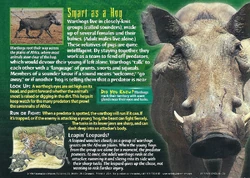Warthog | Weird n' Wild Creatures Wiki | Fandom