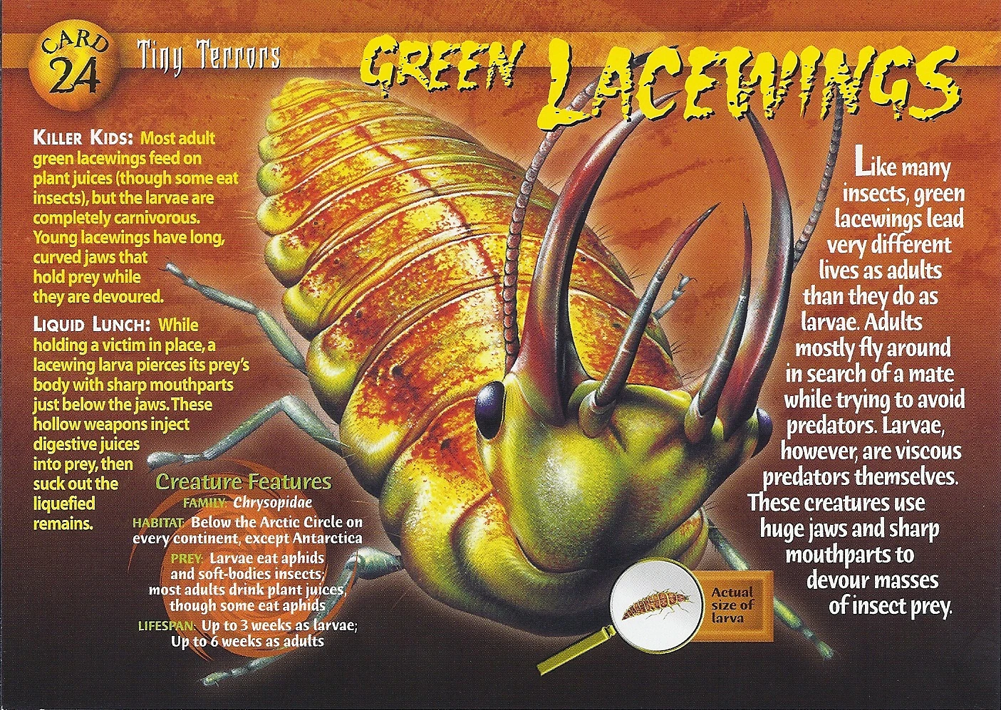 Green Lacewings | Weird n' Wild Creatures Wiki | Fandom
