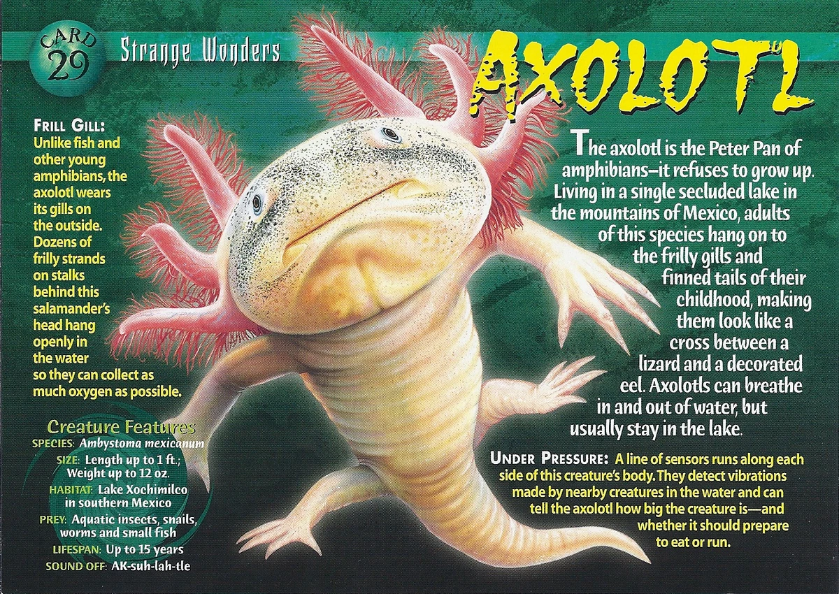 Axolotl | Weird n' Wild Creatures Wiki | Fandom