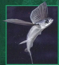 Flying Fish | Weird n' Wild Creatures Wiki | Fandom