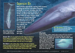 Blue Whale | Weird n' Wild Creatures Wiki | Fandom