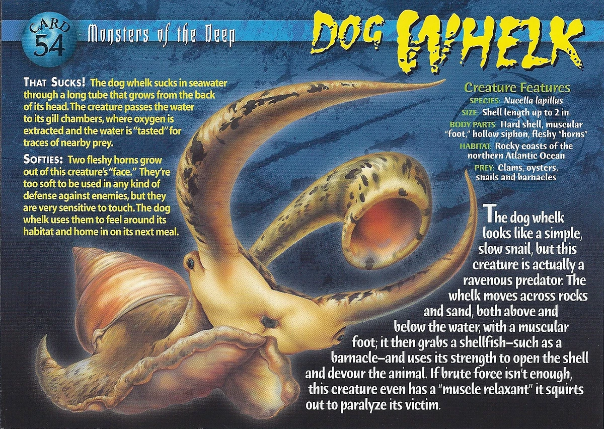 Dog Whelk | Weird n' Wild Creatures Wiki | Fandom