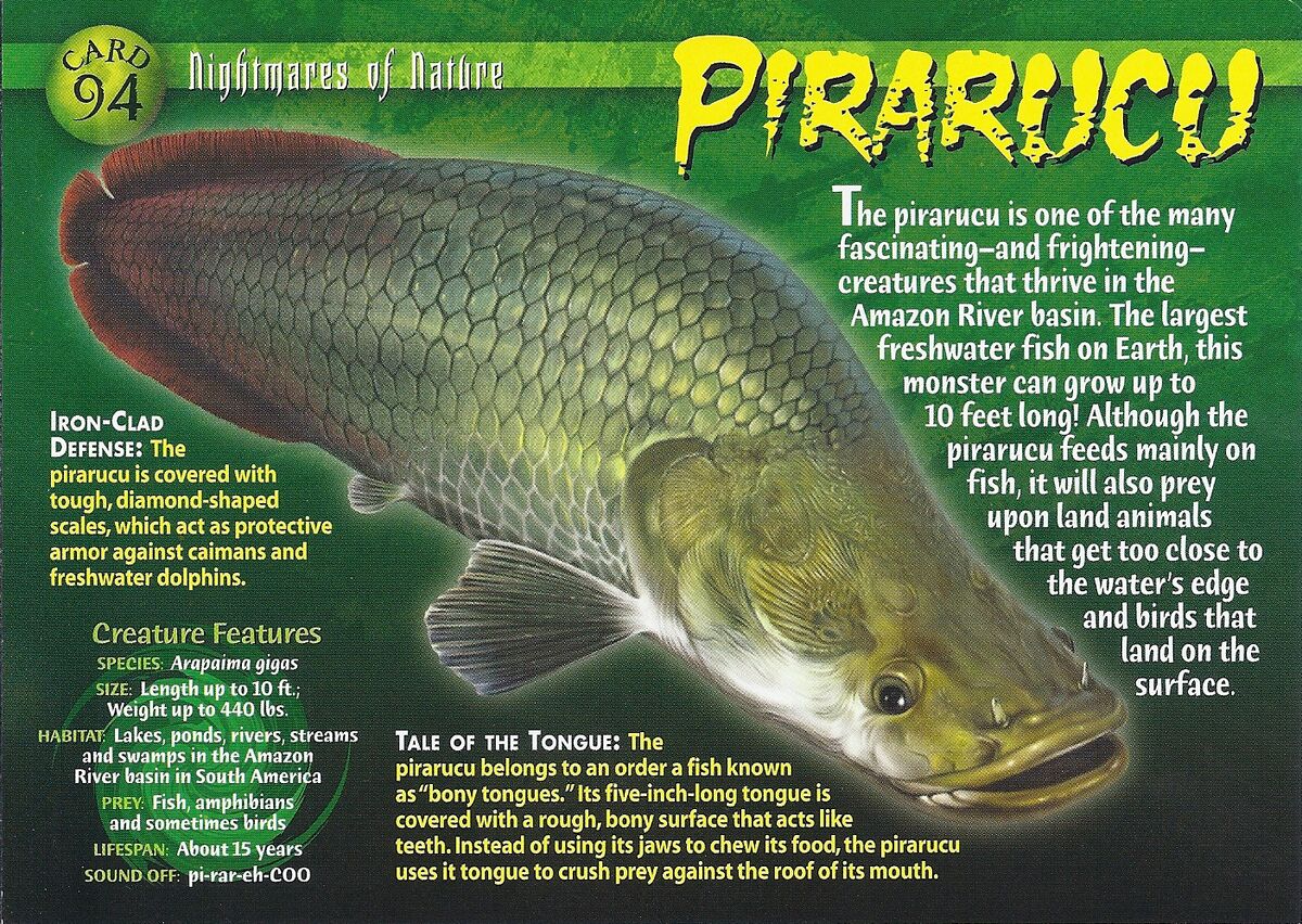Pirarucu | Weird n' Wild Creatures Wiki | Fandom Pirarucu | Weird n' Wild Creatures Wiki | Fandom