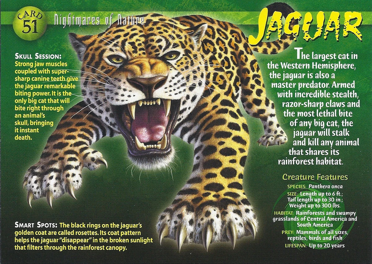 Jaguar | Weird n' Wild Creatures Wiki | Fandom