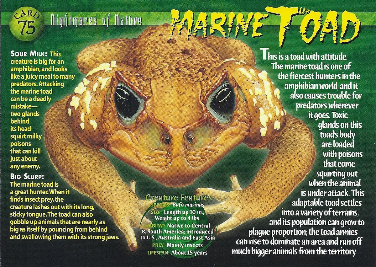 Marine Toad | Weird n' Wild Creatures Wiki | Fandom