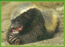 Ratel | Weird n' Wild Creatures Wiki | Fandom