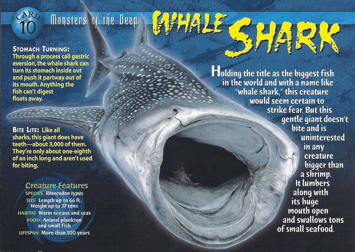 Whale Shark | Weird n' Wild Creatures Wiki | Fandom Whale Shark | Weird n' Wild Creatures Wiki | Fandom