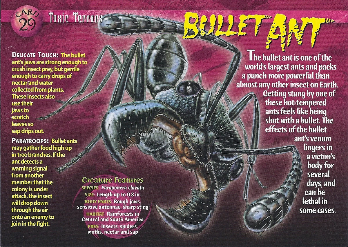 Bullet Ant | Weird n' Wild Creatures Wiki | Fandom
