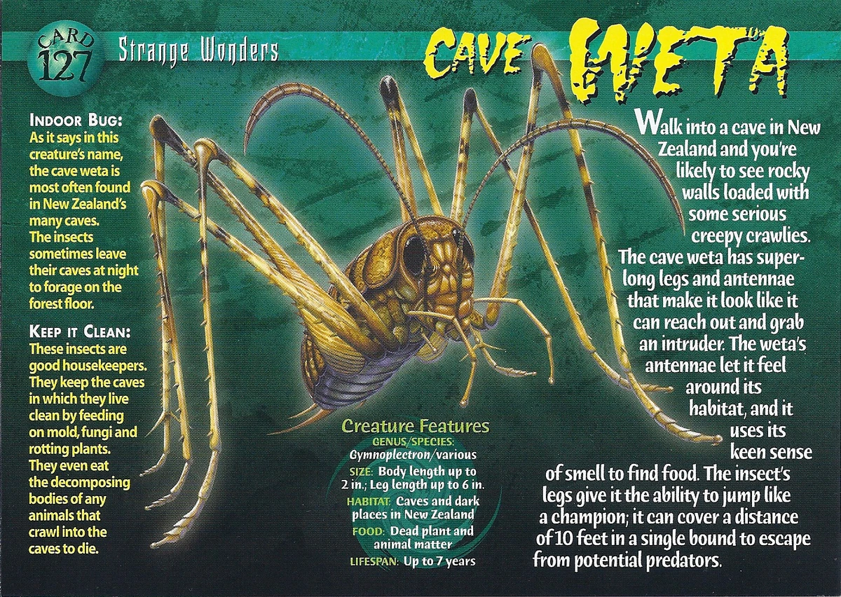 Cave Weta | Weird n' Wild Creatures Wiki | Fandom