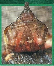 Matamata | Weird n' Wild Creatures Wiki | Fandom