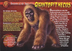 Gigantopithecus Botten