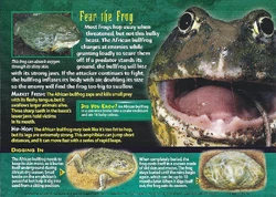 African Bullfrog Teeth