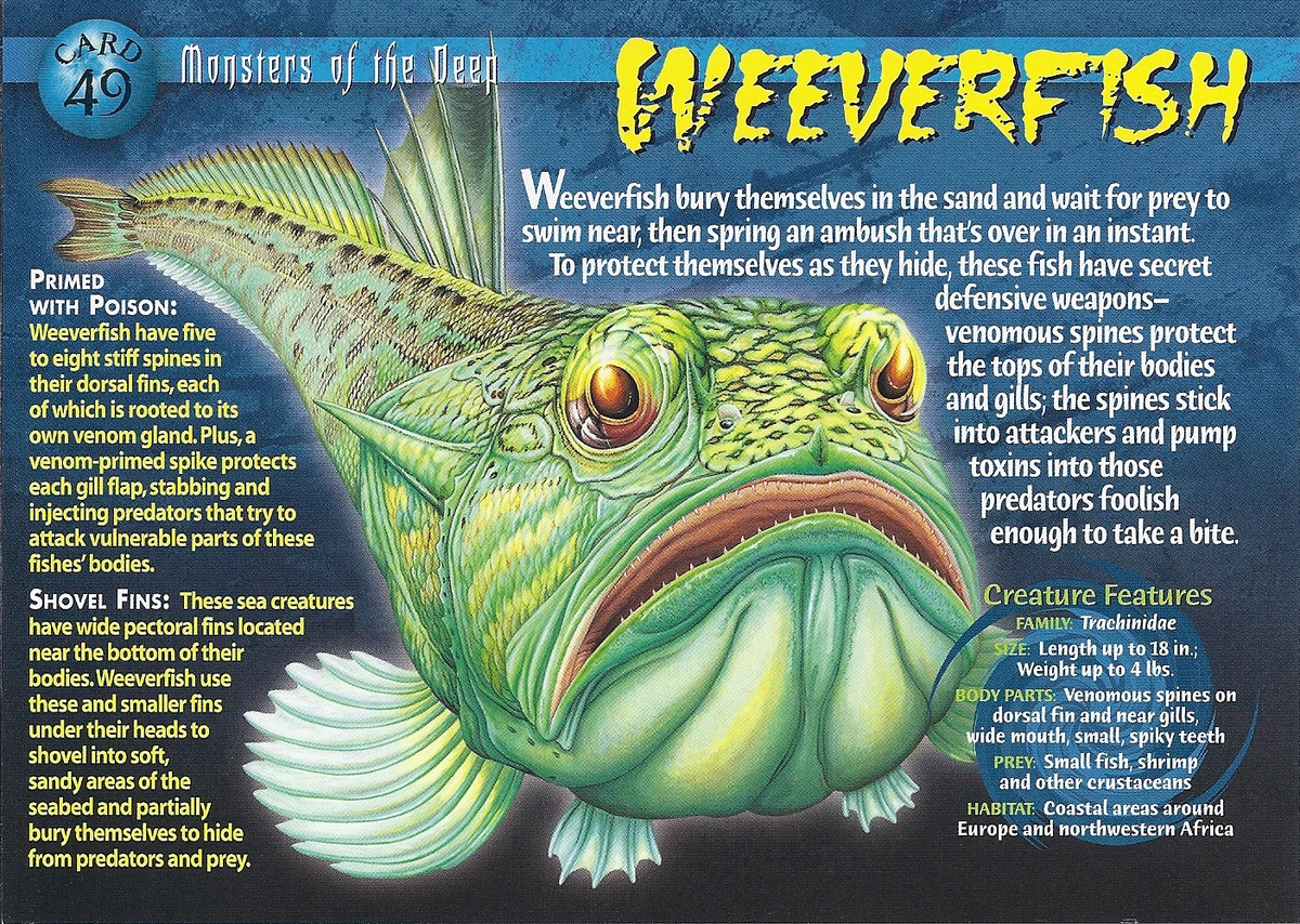 Weeverfish | Weird n' Wild Creatures Wiki | Fandom
