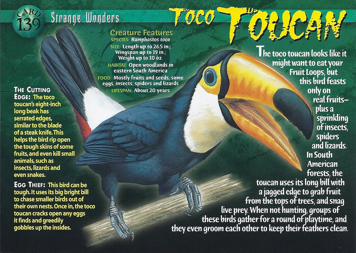 Toco Toucan | Weird n' Wild Creatures Wiki | Fandom