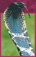 Ringhals | Weird n' Wild Creatures Wiki | Fandom