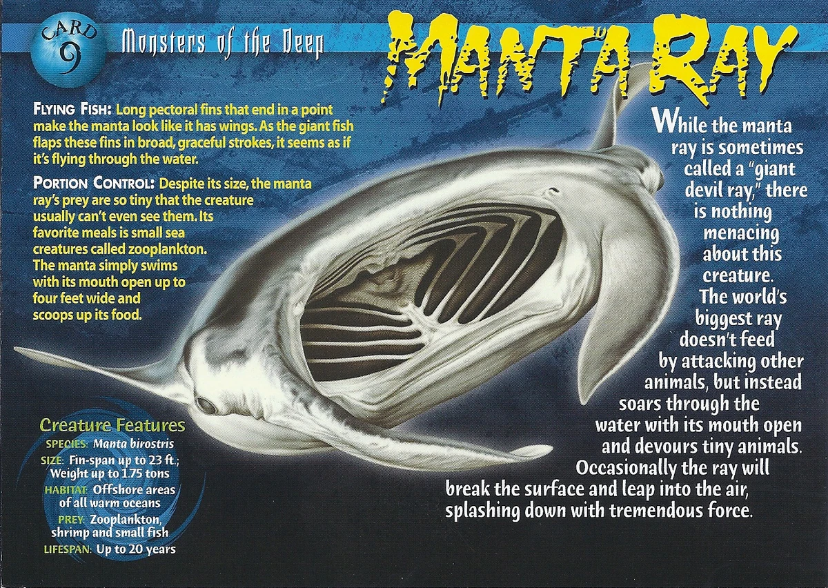 Manta Ray | Weird n' Wild Creatures Wiki | Fandom