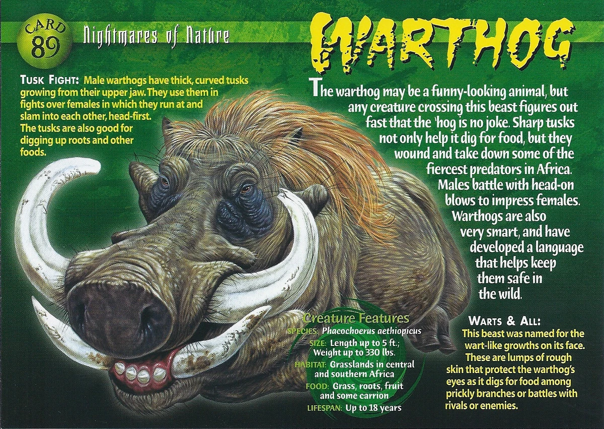 Warthog | Weird n' Wild Creatures Wiki | Fandom