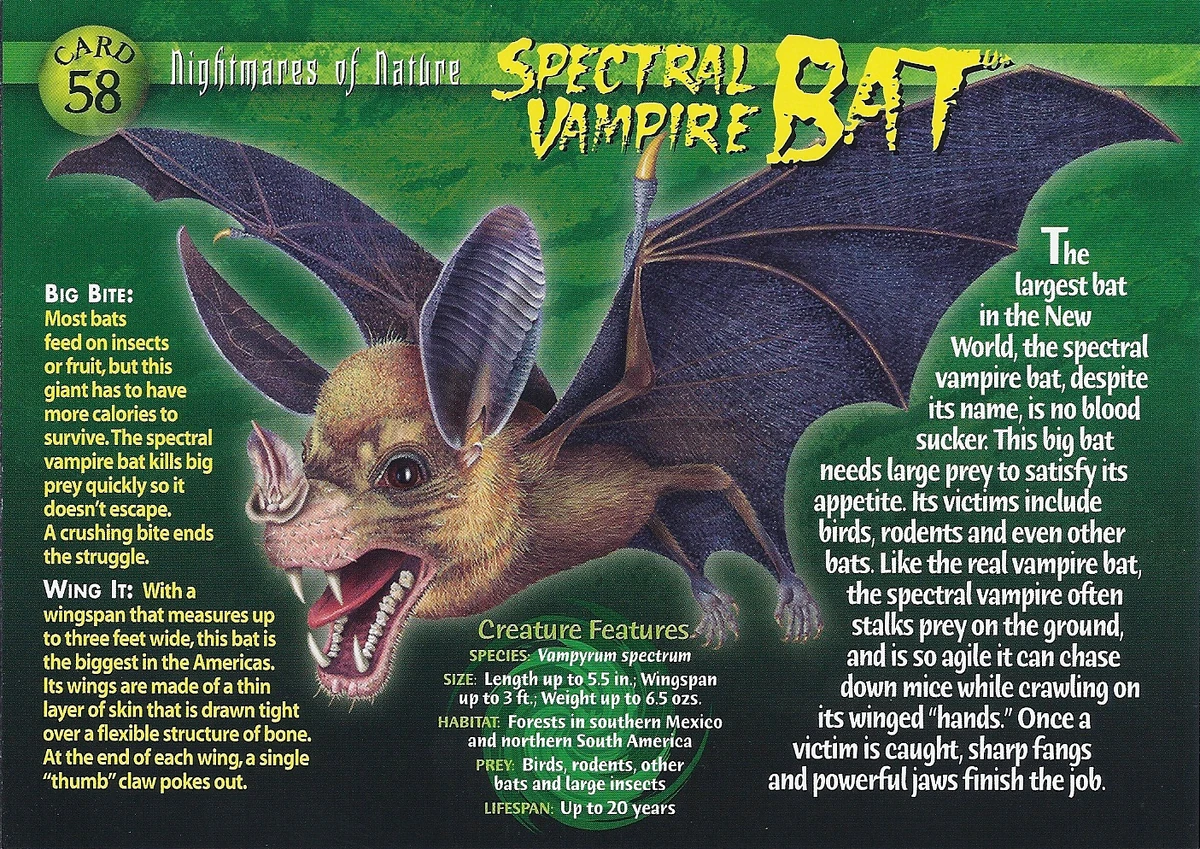 Spectral Vampire Bat | Weird n' Wild Creatures Wiki | Fandom